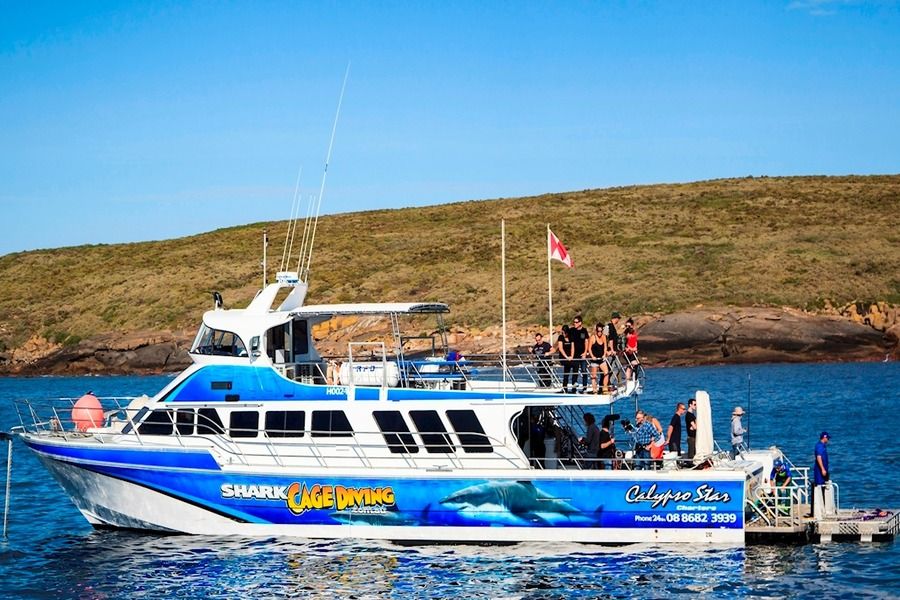 One Day Great White Shark Tour Port Lincoln | Calypso Star Charters ...