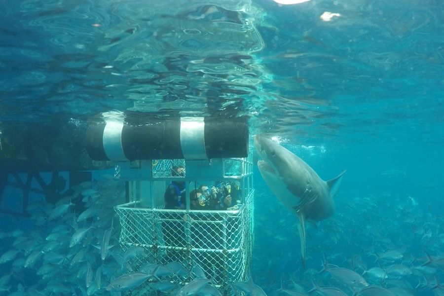 One Day Great White Shark Tour Port Lincoln | Calypso Star Charters ...