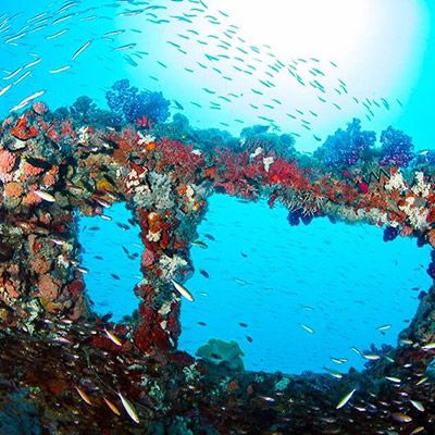 Reef Experience | East Coast Tours Australia